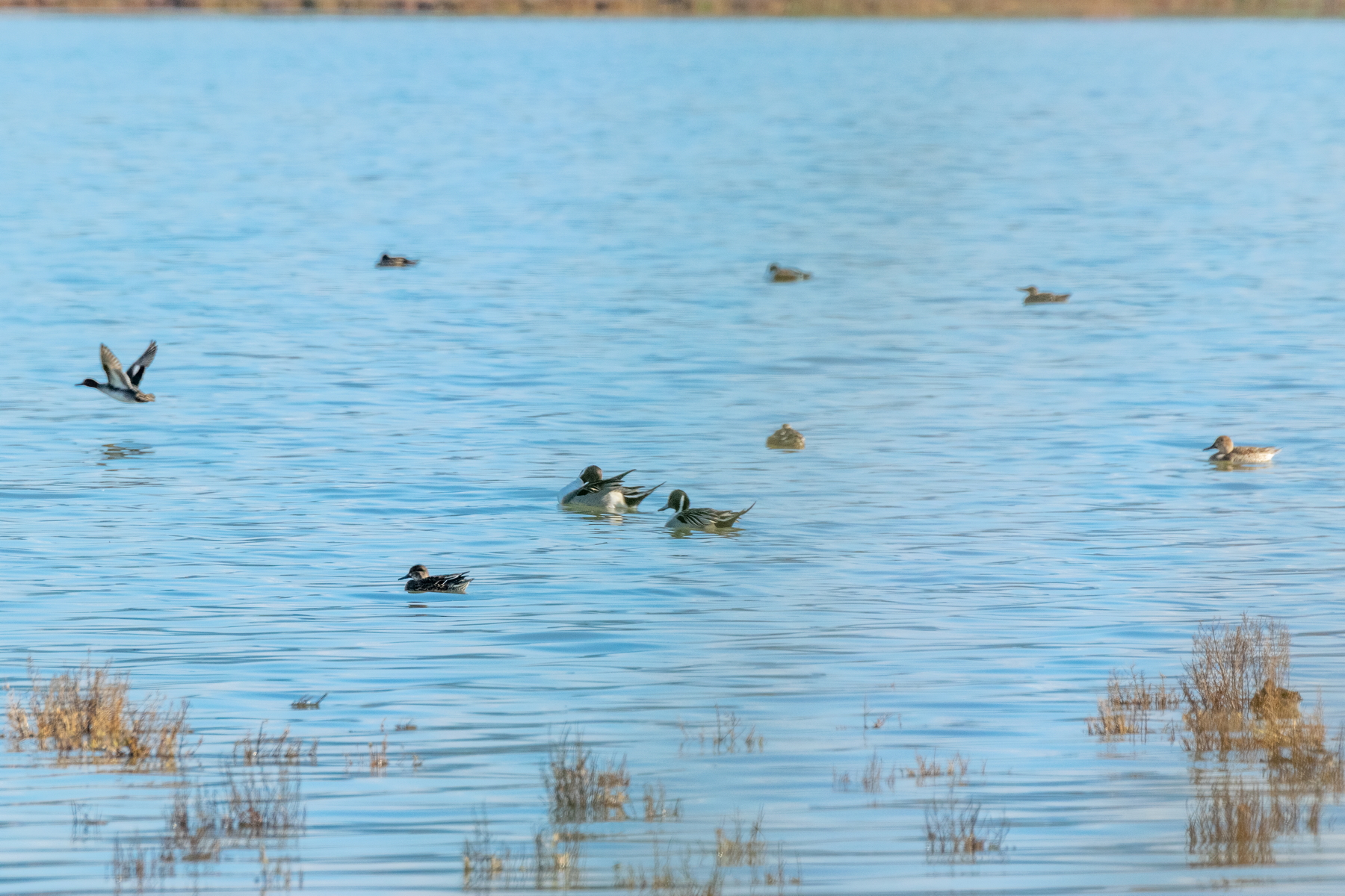 Bird Watching Amvrakikos Gulf - West Coast Travel - Activities Preveza ...